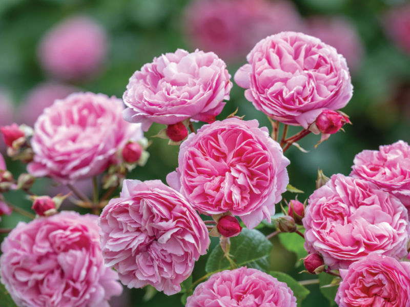 Rose Penelope Lively from David Austin - MandyCanUDigIt